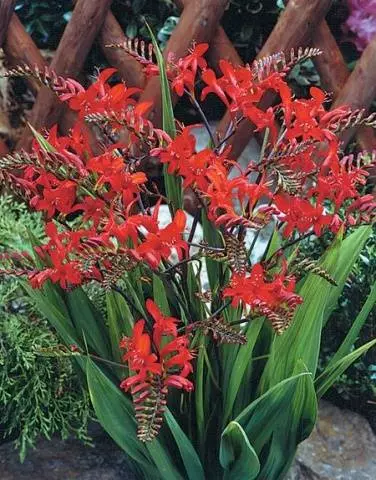 Gladiolus Jepang (montbrecia): melak sareng ngurus 4303_6