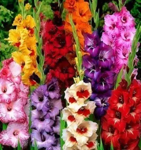 Bawo ni lati ṣe ifunni gladioli 4306_1