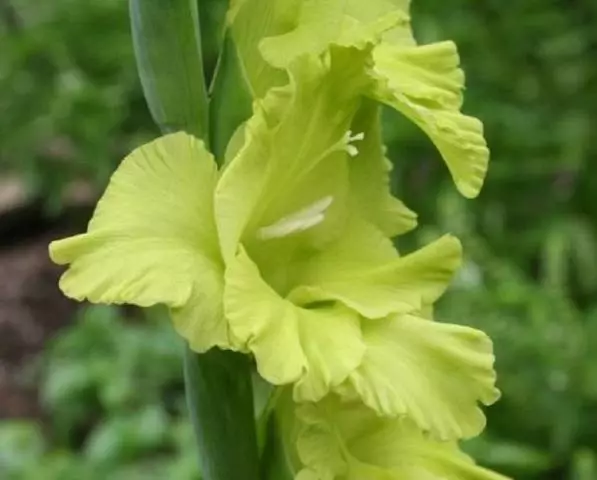 Mokhoa oa ho fepa gladioli 4306_3