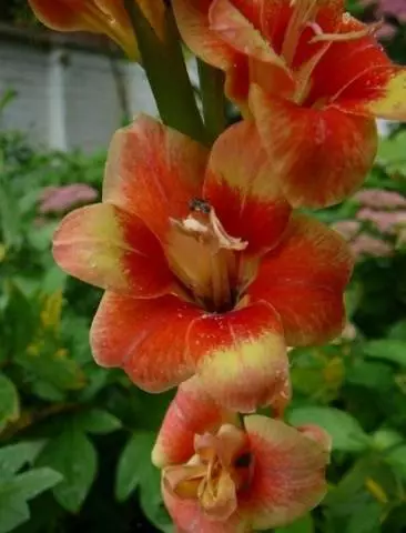 Sådan fodres gladioli 4306_4