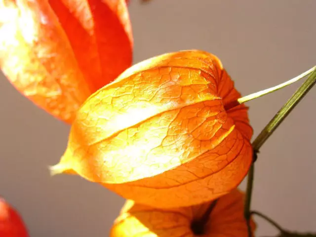 Physalis: fotoşəkilləri və təsvirləri olan növlər, rəylər 4319_1