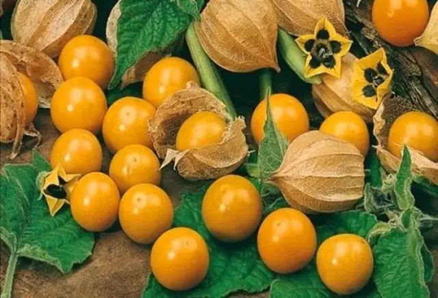 Physalis: sorte sa fotografijama i opisima, recenzije 4319_19