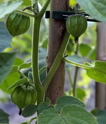 Physalis: ποικιλίες με φωτογραφίες και περιγραφές, κριτικές 4319_25