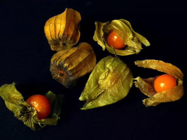 Physalis: fotoşəkilləri və təsvirləri olan növlər, rəylər 4319_4