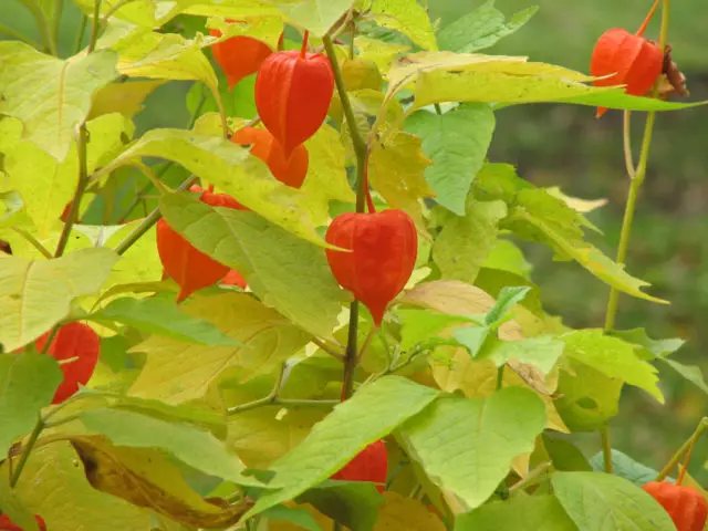 Physalis: ποικιλίες με φωτογραφίες και περιγραφές, κριτικές 4319_6