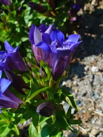 Gentian: urteaktige planter for åpen mark, medisinske egenskaper og kontraindikasjoner 4335_10