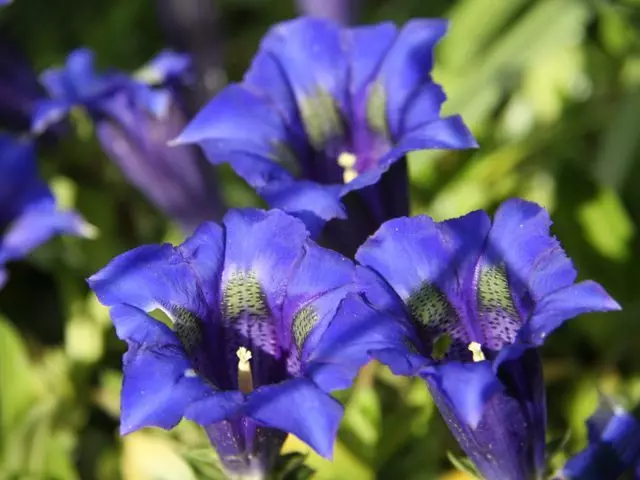 Gentian: urteaktige planter for åpen mark, medisinske egenskaper og kontraindikasjoner 4335_11