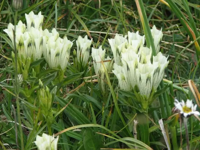 Gentian: urteaktige planter for åpen mark, medisinske egenskaper og kontraindikasjoner 4335_12