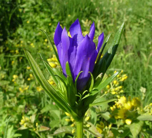 Gentian: urteaktige planter for åpen mark, medisinske egenskaper og kontraindikasjoner 4335_15