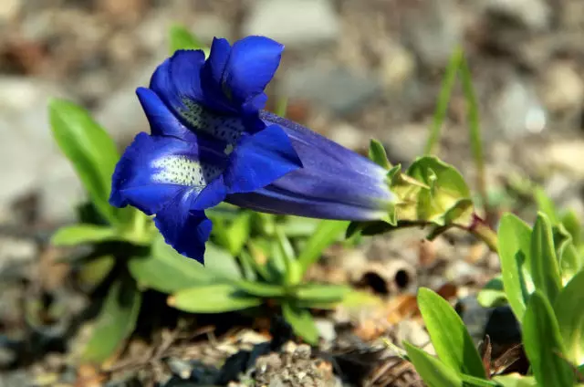 Gentian: urteaktige planter for åpen mark, medisinske egenskaper og kontraindikasjoner 4335_2