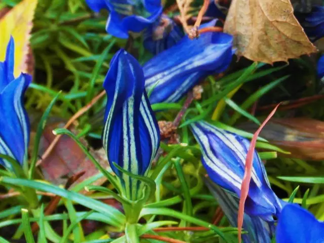 Gentian: urteaktige planter for åpen mark, medisinske egenskaper og kontraindikasjoner 4335_5