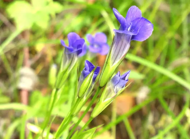 Gentian: urteaktige planter for åpen mark, medisinske egenskaper og kontraindikasjoner 4335_7