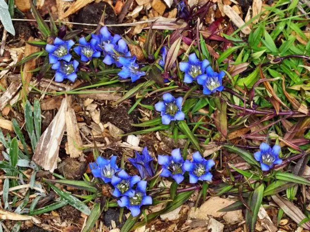 Gentian garbh: airíonna míochaine agus contraindications 4336_2