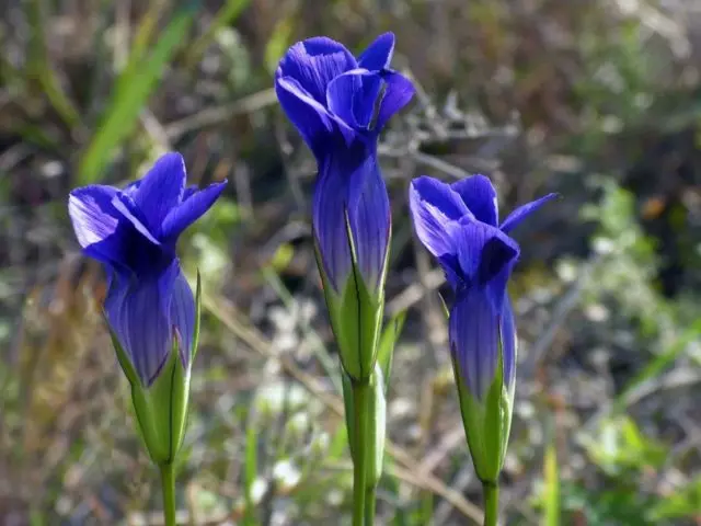 Gentian garbh: airíonna míochaine agus contraindications 4336_4