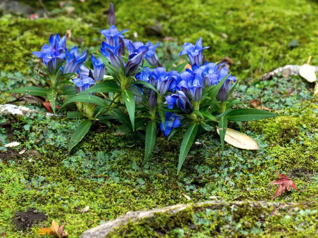 Gentian i ashpër: vetitë medicinale dhe kundërindikimet 4336_6