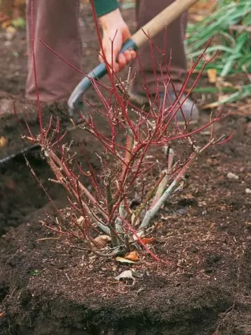 Ang paglipat ng mga hydrangea sa tagsibol sa ibang lugar: paniklinado at tulad ng puno, tiyempo, video 4352_1