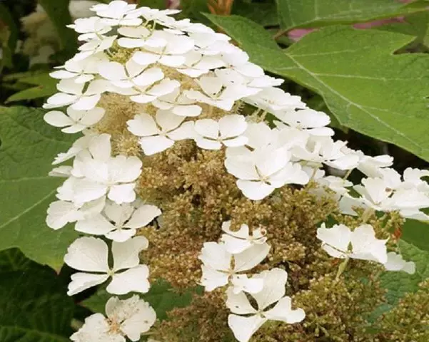 Hortenzijos ąžuolo lapas: aprašymas, veislės, sodinimas ir priežiūra, atsparumas žiemai, nuotraukos ir apžvalgos 4355_5