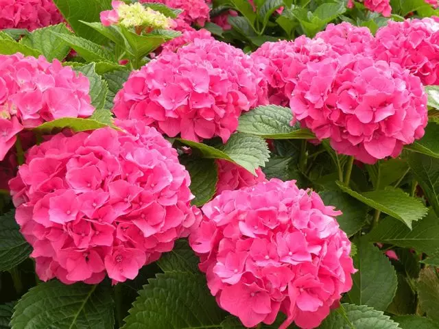 Hydrangea Masya: tsananguro, kudyara uye kuchengetedza, kuchekerera, kubereka, mapikicha, ongororo 4357_1