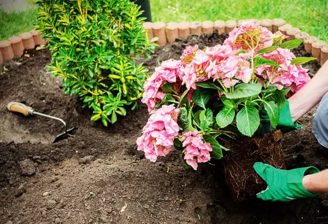 Hydrangea Masya: nkọwa, ịkụ na nlekọta, kwachaa, mpụta, foto, nyocha 4357_3