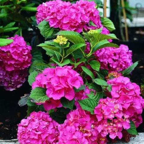 Hydrangea Masya: መግለጫ ፣ መትከል እና እንክብካቤ ፣ መቁረጥ ፣ ማባዛት ፣ ፎቶዎች ፣ ግምገማዎች 4357_4