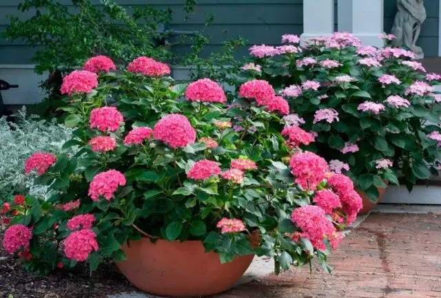 Hydrangea Masya: መግለጫ ፣ መትከል እና እንክብካቤ ፣ መቁረጥ ፣ ማባዛት ፣ ፎቶዎች ፣ ግምገማዎች 4357_6