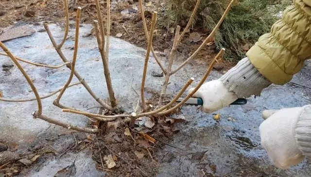 Bahorda panikula hidrangeasini kesish: nima uchun sizga kerak, qachon qilish kerak, yangi boshlanuvchilar uchun video 4360_1