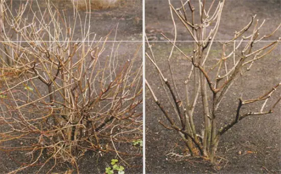 Pruning panicle hydrangea ing musim semi: ngapa sampeyan butuh, kapan kanggo nindakake, video kanggo pamula 4360_5