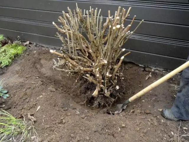 How to keep a hydrangea in a pot: in an apartment and basement, how often to water before planting in the ground 4362_16