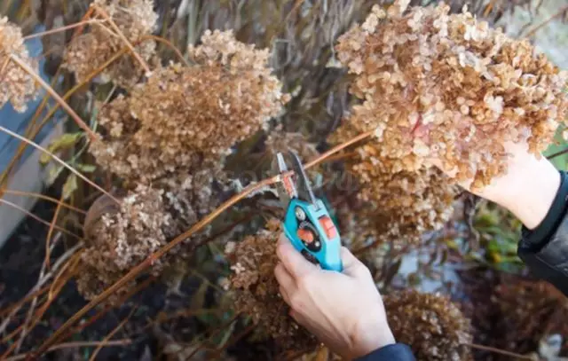 Com mantenir una hortènsia en una olla: en un pis i un soterrani, amb quina freqüència regar abans de plantar a terra 4362_2