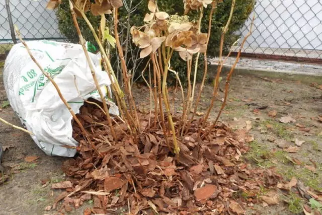 Com mantenir una hortènsia en una olla: en un pis i un soterrani, amb quina freqüència regar abans de plantar a terra 4362_8