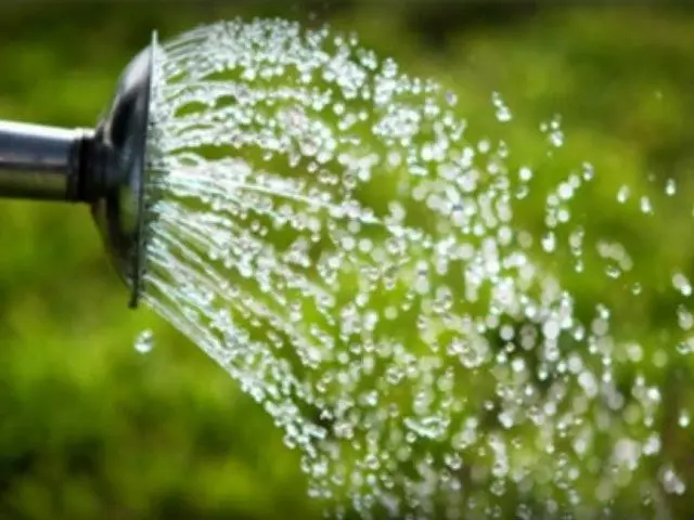 ಗ್ರಾವಿಲಟ್ ನಗರ: ಫೋಟೋ ಮತ್ತು ವಿವರಣೆ, ಔಷಧೀಯ ಗುಣಗಳು, ಅಪ್ಲಿಕೇಶನ್ 4382_9