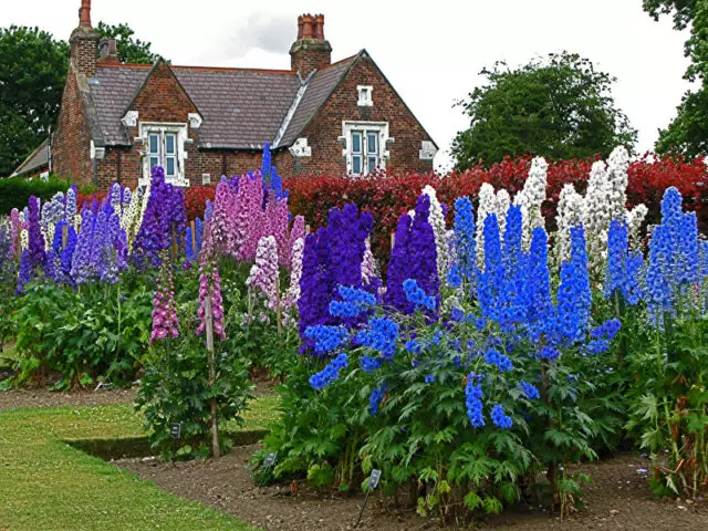 Neiséiland Delphinium: Cobalt Dreams, Pagan Parples, Green Twist, Black Aid Angels 4396_1