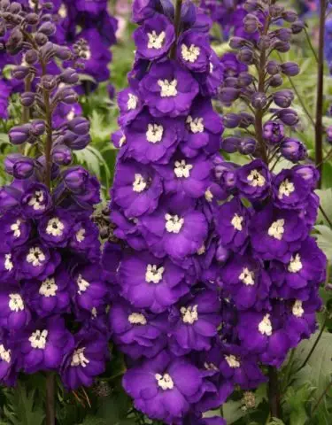 Novozelandski Delphinium: Kobaltni snovi, Paganski parovi, Green Twist, Black Aid Angels 4396_10