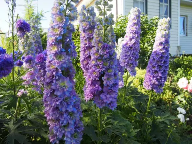 Novozelandski Delphinium: Kobaltni snovi, Paganski parovi, Green Twist, Black Aid Angels 4396_16