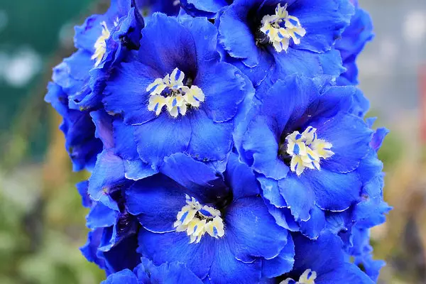 New Zealand Delphinium: Cobalt Dreams, Pagan Parples, Green Twist, Black Aid Angels 4396_2