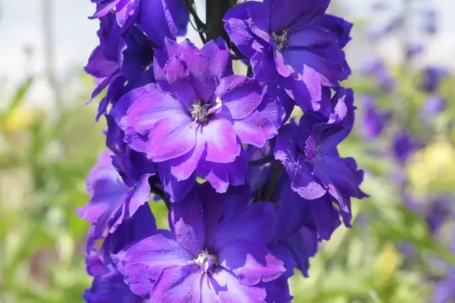 Neiséiland Delphinium: Cobalt Dreams, Pagan Parples, Green Twist, Black Aid Angels 4396_3