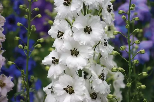 Novozelandski Delphinium: Kobaltni snovi, Paganski parovi, Green Twist, Black Aid Angels 4396_6