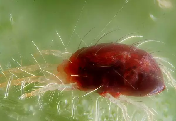 Choroby a škůdci Delphinium: popis a léčba, fotografie, než zpracovat na jaře 4398_11