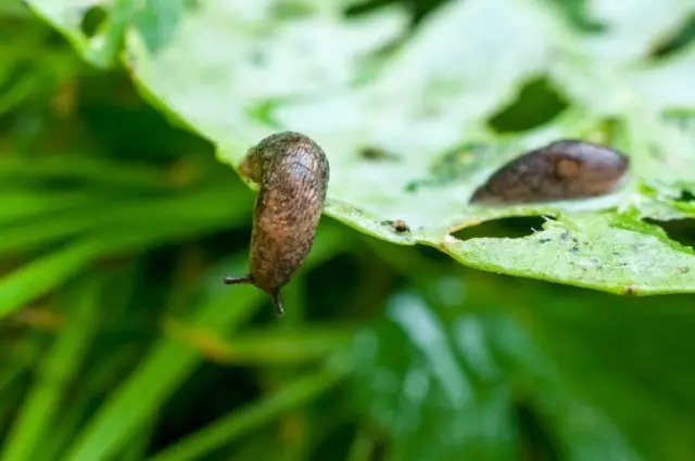 Choroby a škůdci Delphinium: popis a léčba, fotografie, než zpracovat na jaře 4398_12