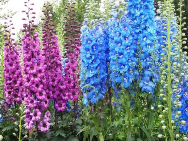 Alimentar delphiniums: com alimentar-se a la primavera i abans de la floració 4399_1