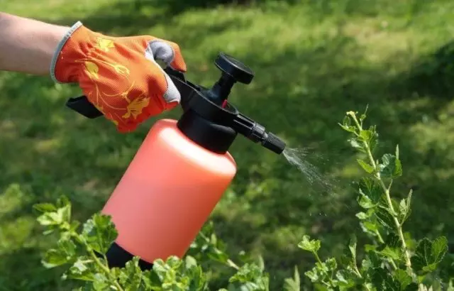 Alimentar delphiniums: com alimentar-se a la primavera i abans de la floració 4399_6