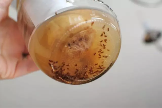 Midges en kombucha: vermes, larvas, por que apareceron, comezaron, que facer 4436_1