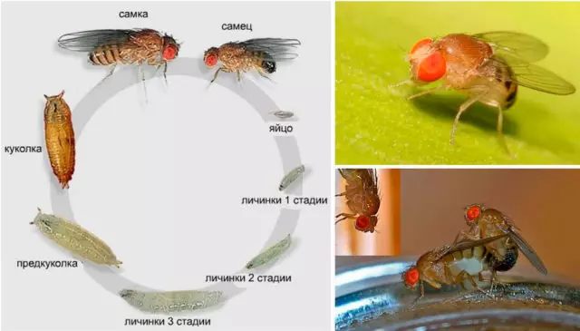 Midges en kombucha: vermes, larvas, por que apareceron, comezaron, que facer 4436_2