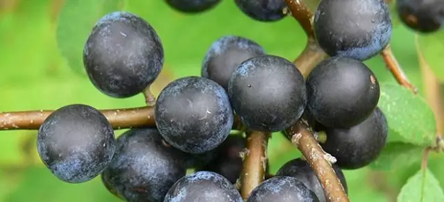 Selai chokeberry: resep dengan kacang, lima menit, dengan prem, dengan kayu manis 4452_15