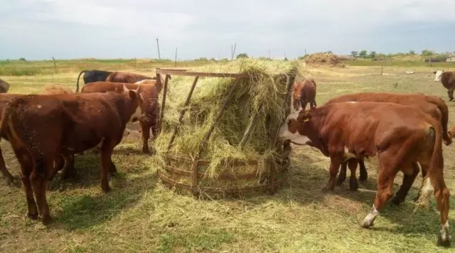 Pagpakaon sa mga nati alang sa hay ug compound feed: kung giunsa nimo kini buhaton sa imong kaugalingon 4481_4