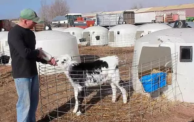 Calf tsev: muaj dab tsi, yuav ua li cas koj tus kheej 4483_7