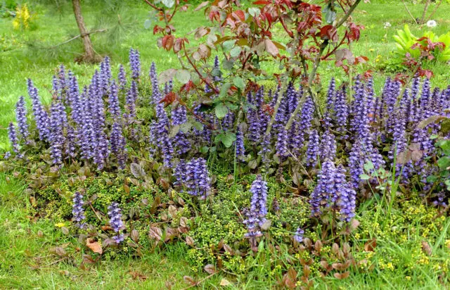 Heftich krûpend (Ayuga) yn lânskiplik ûntwerp: foto, medyske eigenskippen fan krûden, mei wat te plantsjen, fuortplanting, bloei 4490_1