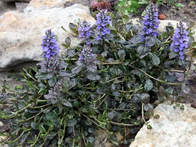 Heftich krûpend (Ayuga) yn lânskiplik ûntwerp: foto, medyske eigenskippen fan krûden, mei wat te plantsjen, fuortplanting, bloei 4490_3