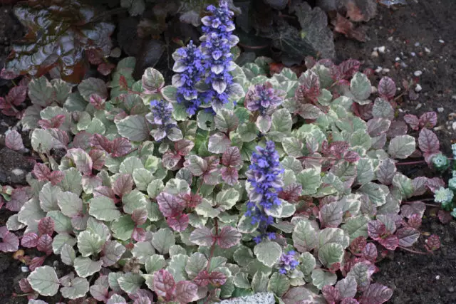 Heftich krûpend (Ayuga) yn lânskiplik ûntwerp: foto, medyske eigenskippen fan krûden, mei wat te plantsjen, fuortplanting, bloei 4490_6