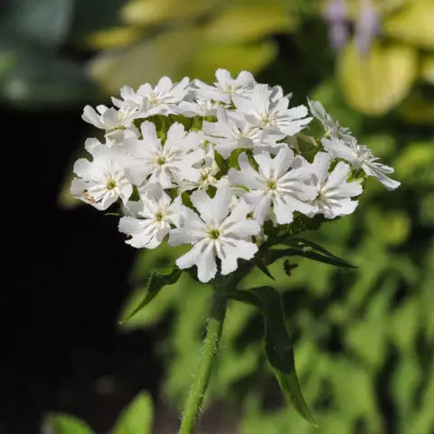 Likhnis chalcedony (gewone dagbreek): plant en versorg, groei uit sade, foto 4520_3